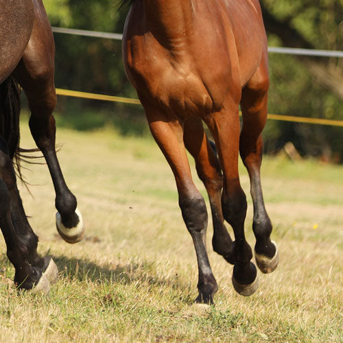 Guide to yearling prep – Mitavite AU